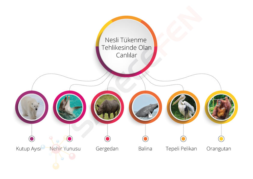 5. Sınıf Nesli Tükenmekte Olan Canlılar | Fen Bilimleri Dersi Platformu ...
