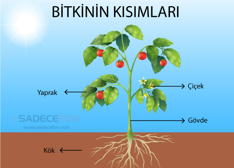 Bitkiler Konu Anlatımı | Fen Bilimleri Dersi Platformu - Sadece Fen ...