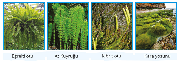 Bitkiler Konu Anlatımı | Fen Bilimleri Dersi Platformu - Sadece Fen ...